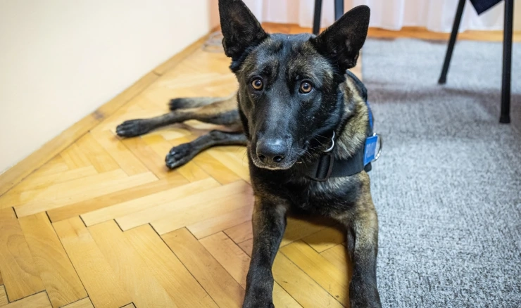 Policijski pas u zadarskom stanu otkrio 4 ručne bombe, pištolj i pušku ...